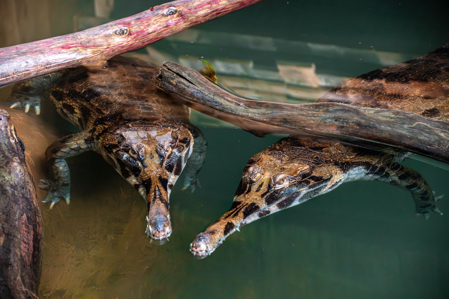 De la Ferme aux Crocodiles à la Réserve Tropicale, une évolution ...